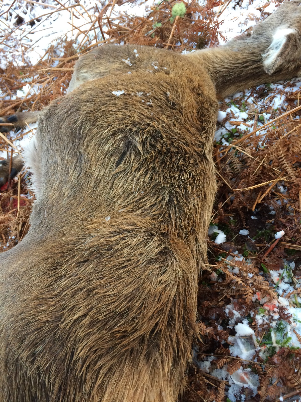 Deer Health – Jaw Compaction and Body Condition – Wayfaring and Wandering